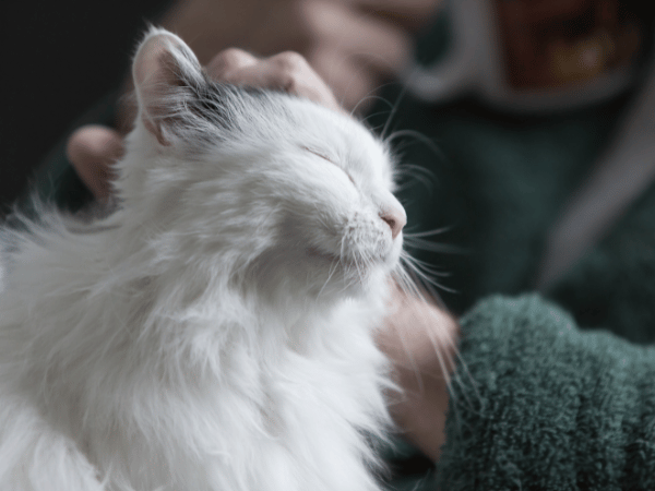 8 Tips on How to Bond with Your Cat [Complete Guide]